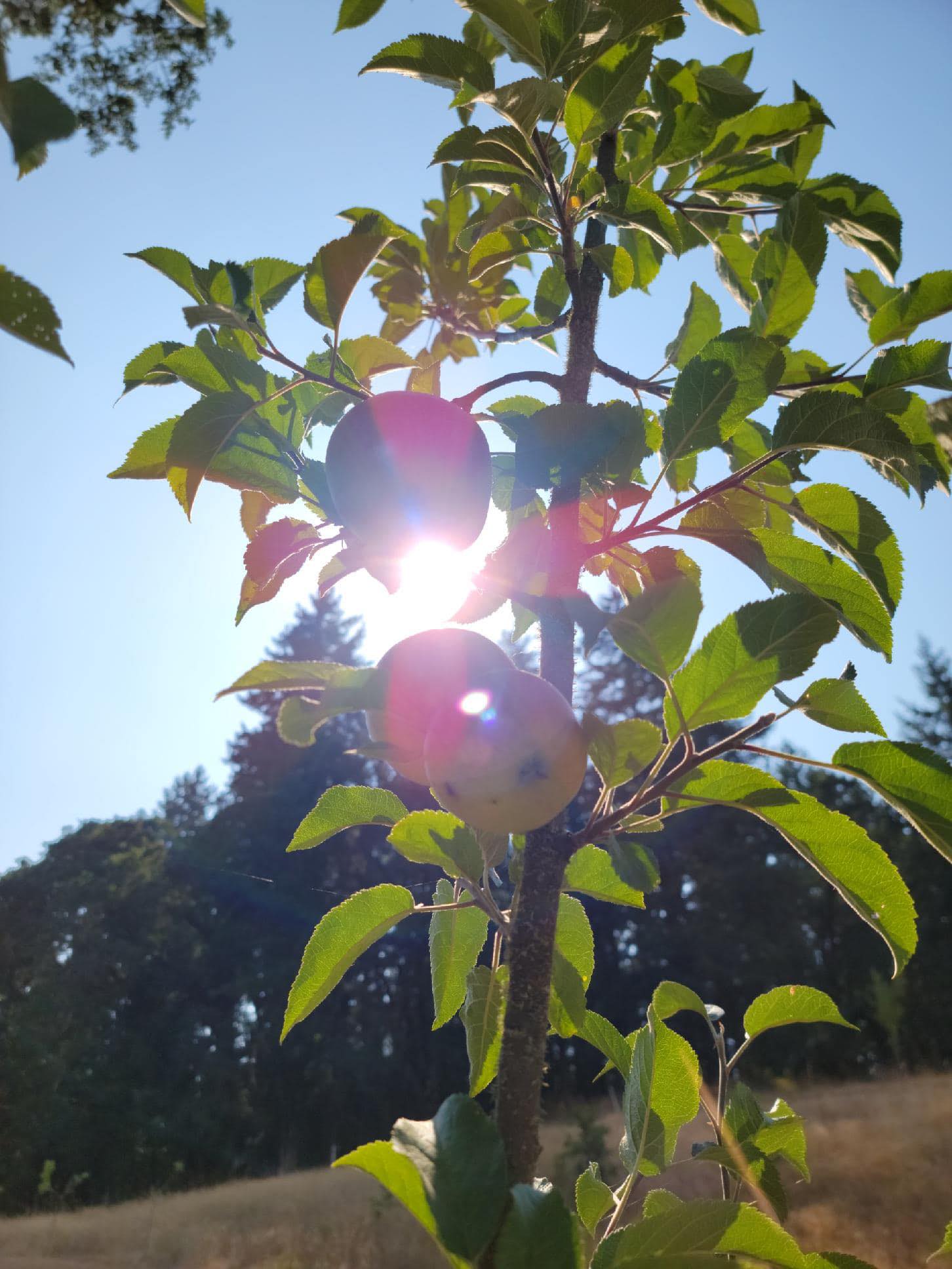 City Fruit's Celebrates - American Cider Association